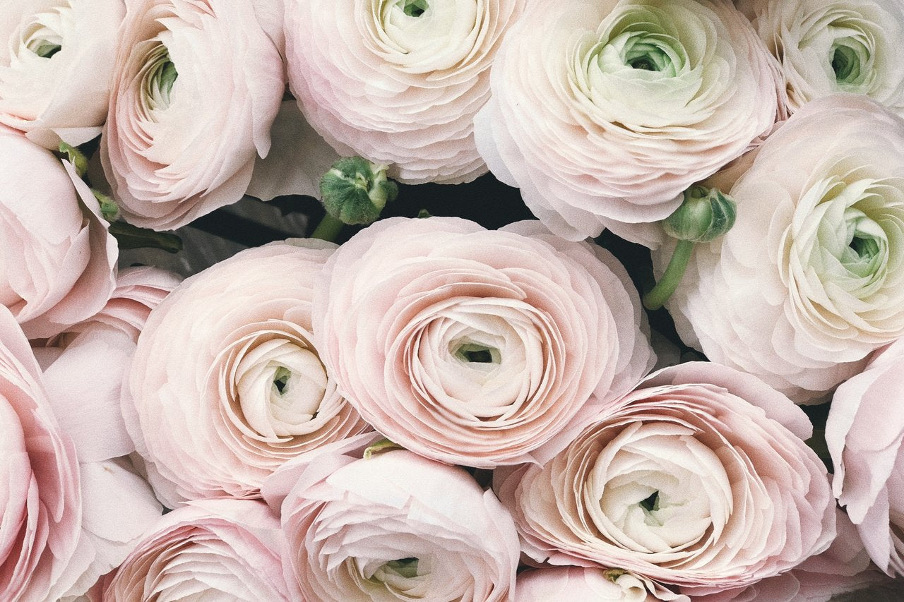 How to: A Tousled Ponytail Just Right for | Valentine's – Moroccanoil