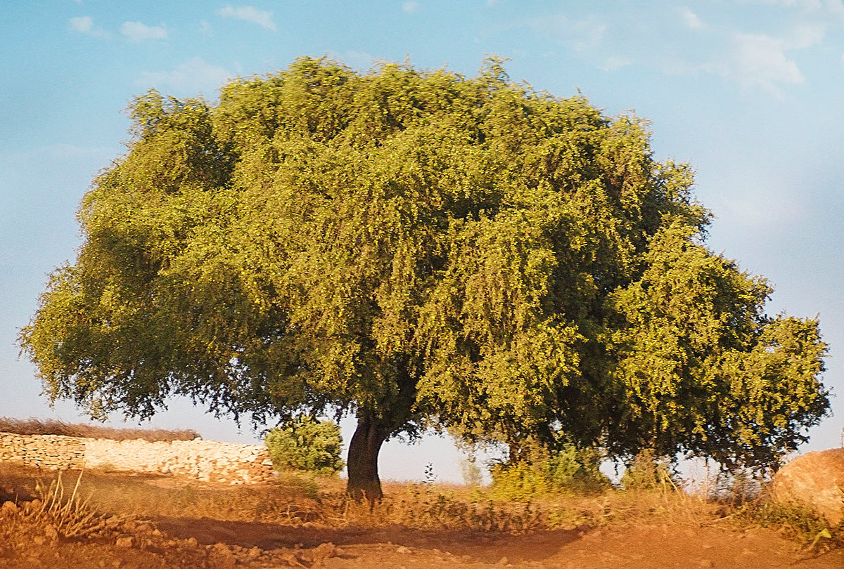 Argan Oil: Explore the benefits for your hair - Moroccanoil