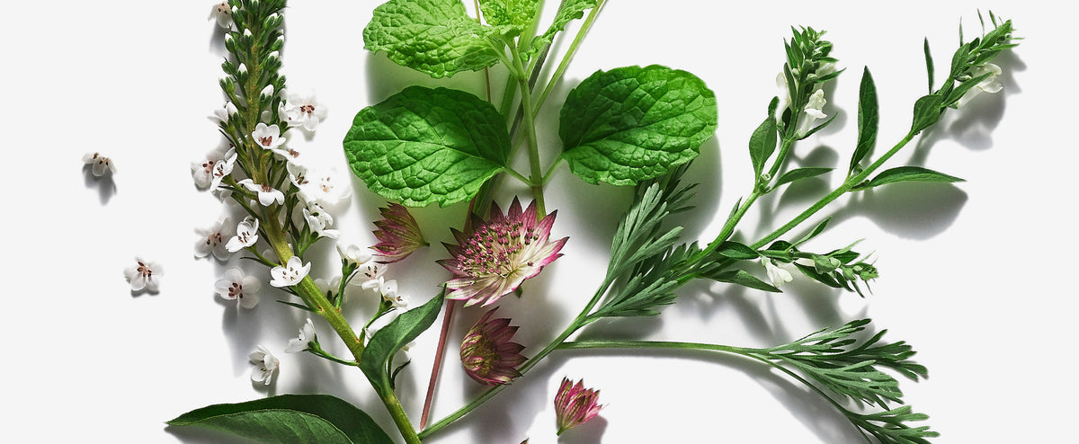 Revitalizing Scalp Tonic for Thinning Hair | Moroccanoil®